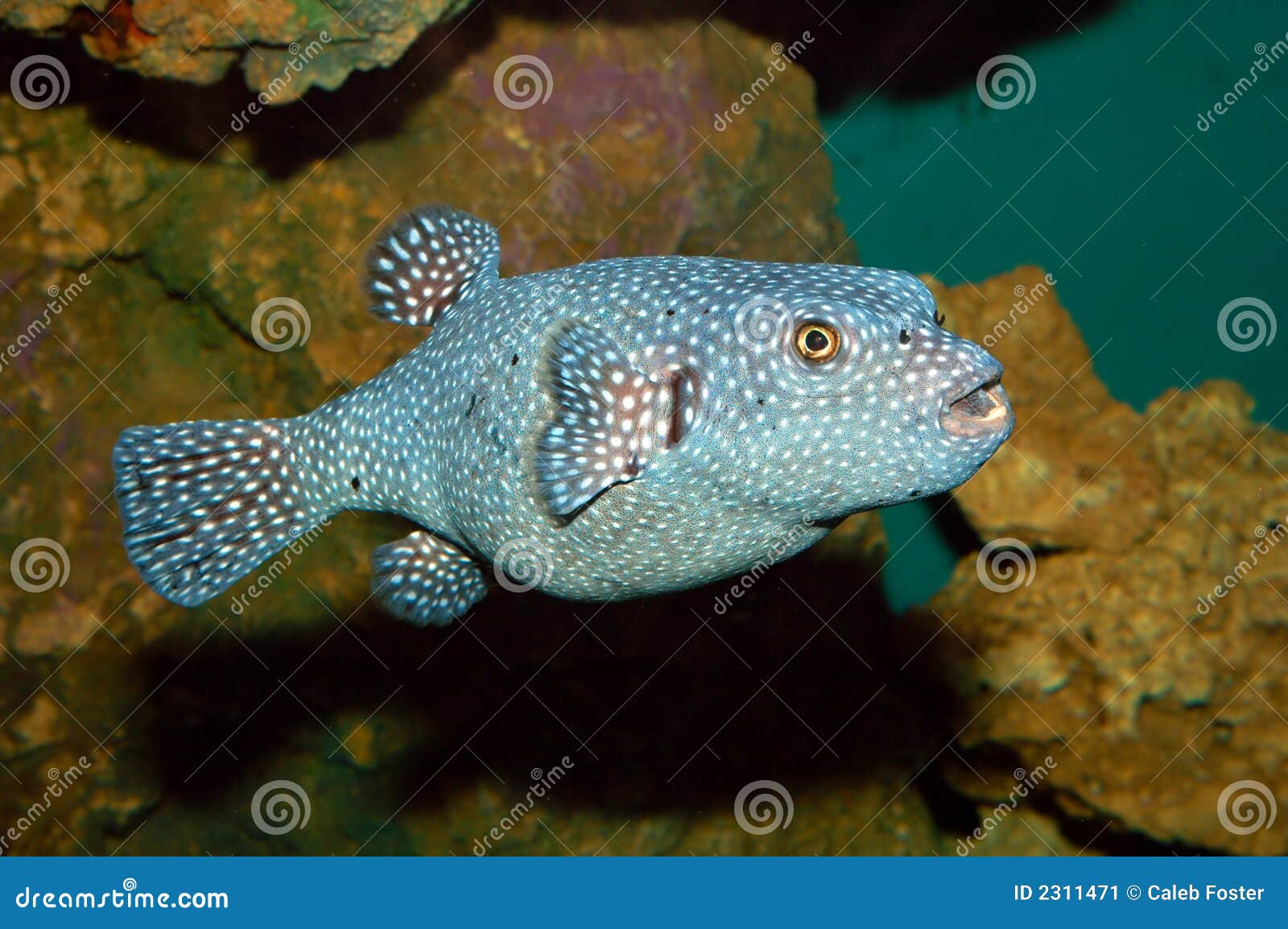 Spotted puffer fish stock image. Image of scuba, catfish - 2311471