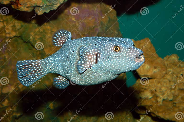 Spotted puffer fish stock image. Image of scuba, catfish - 2311471