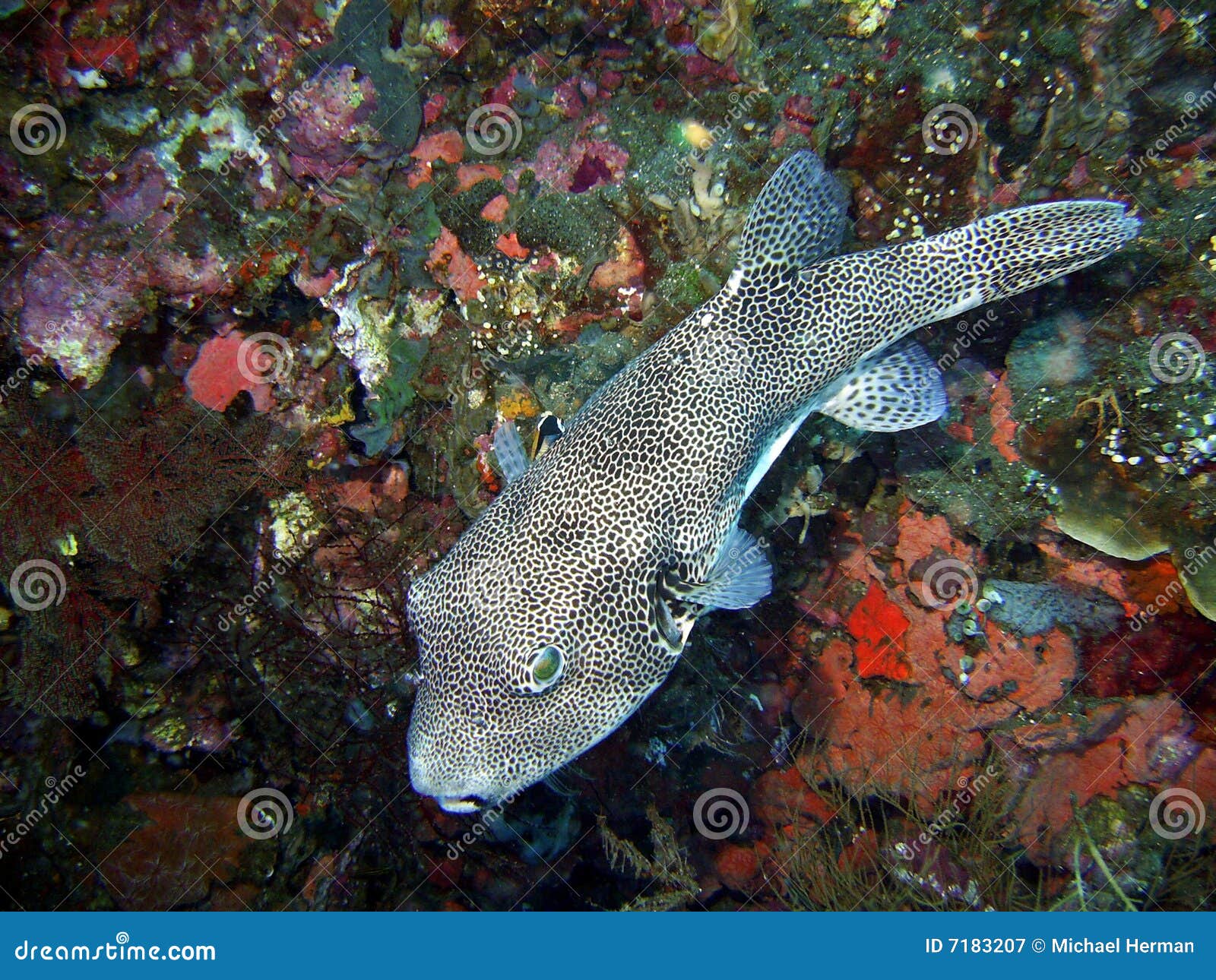 Spotted Puffer Fish, Bali Stock Image | CartoonDealer.com #7183207