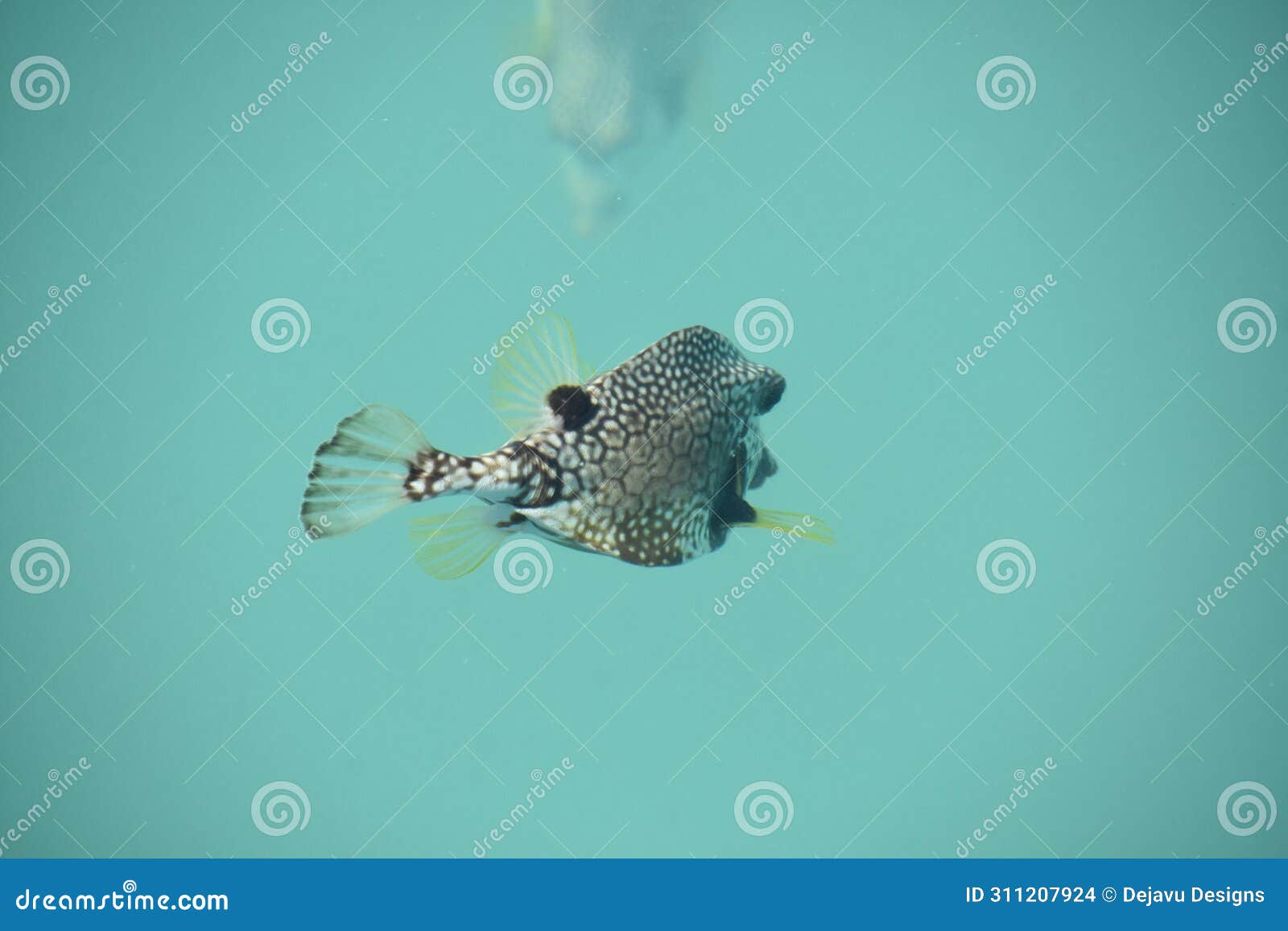 Spotted Puffer Fish Swimming in the Tropical Waters Stock Photo - Image ...