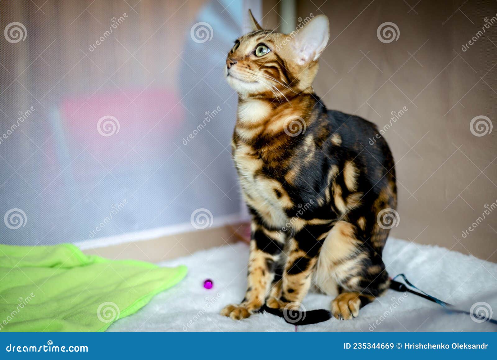 Spotted Purebred Bengal Cat Stock Image - Image of domestic, gold ...