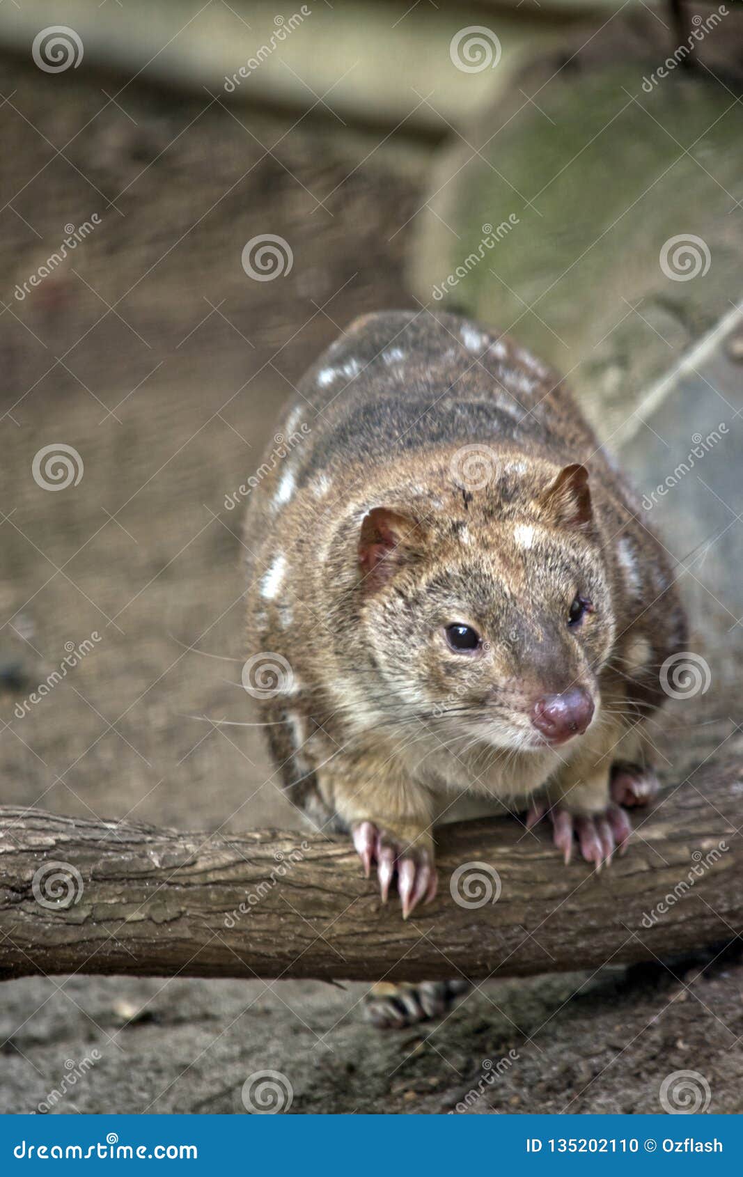A spotted quoll stock photo. Image of claws, nose, australia - 135202110