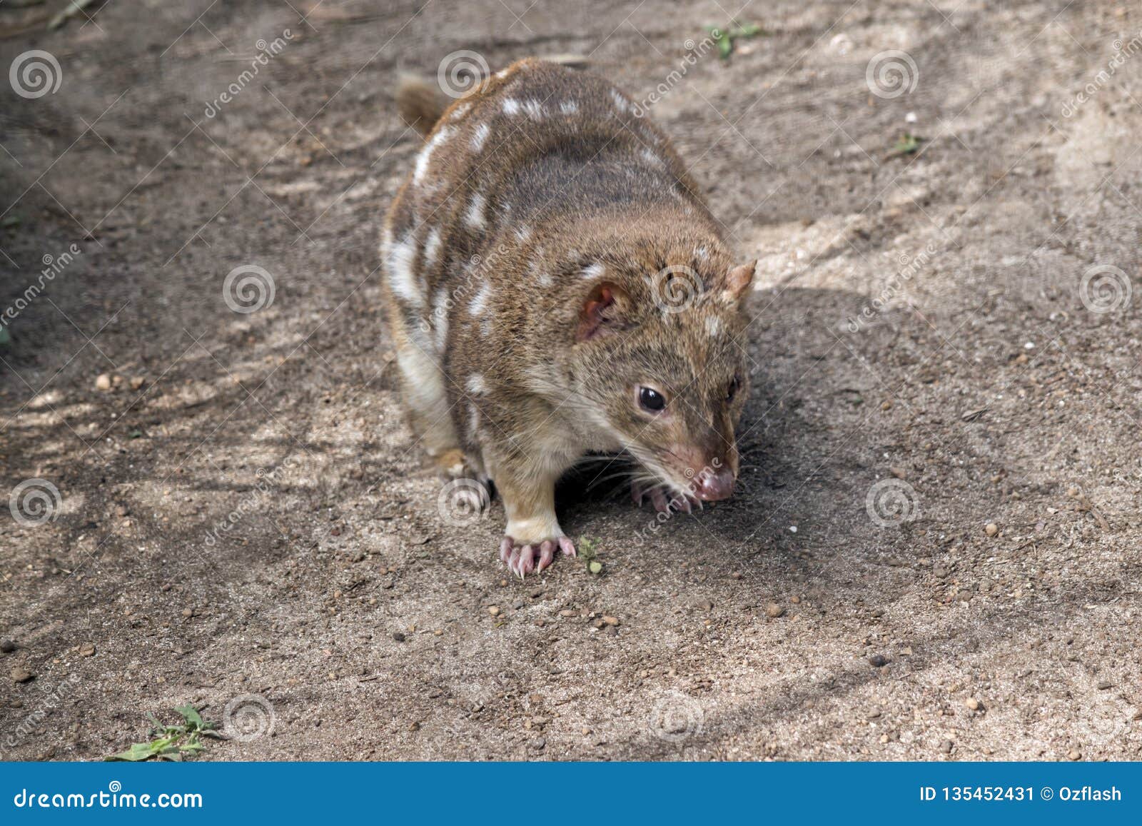 A spotted quoll stock image. Image of spots, scavenger - 135452431