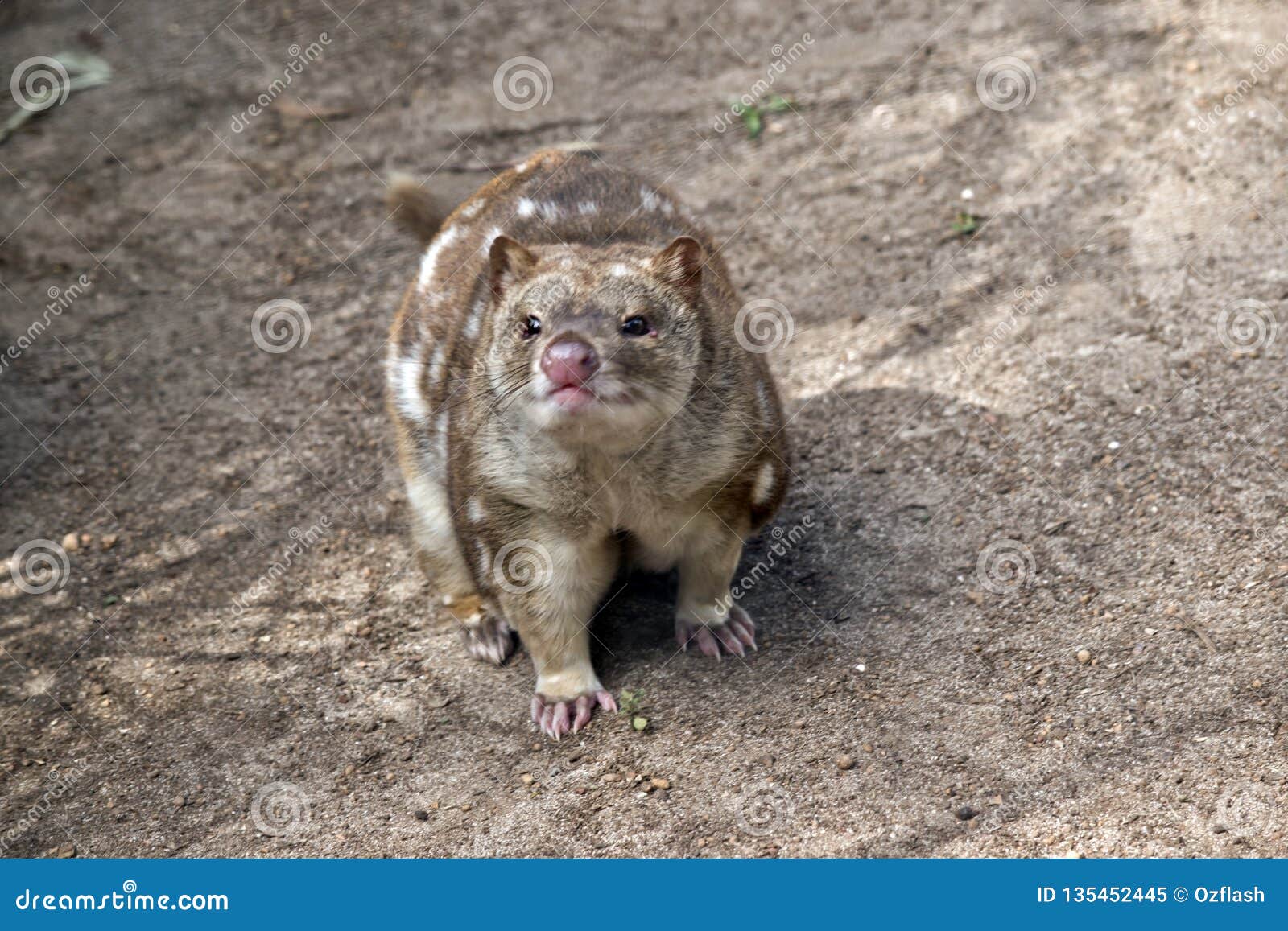 A spotted quoll stock image. Image of carnivore, white - 135452445