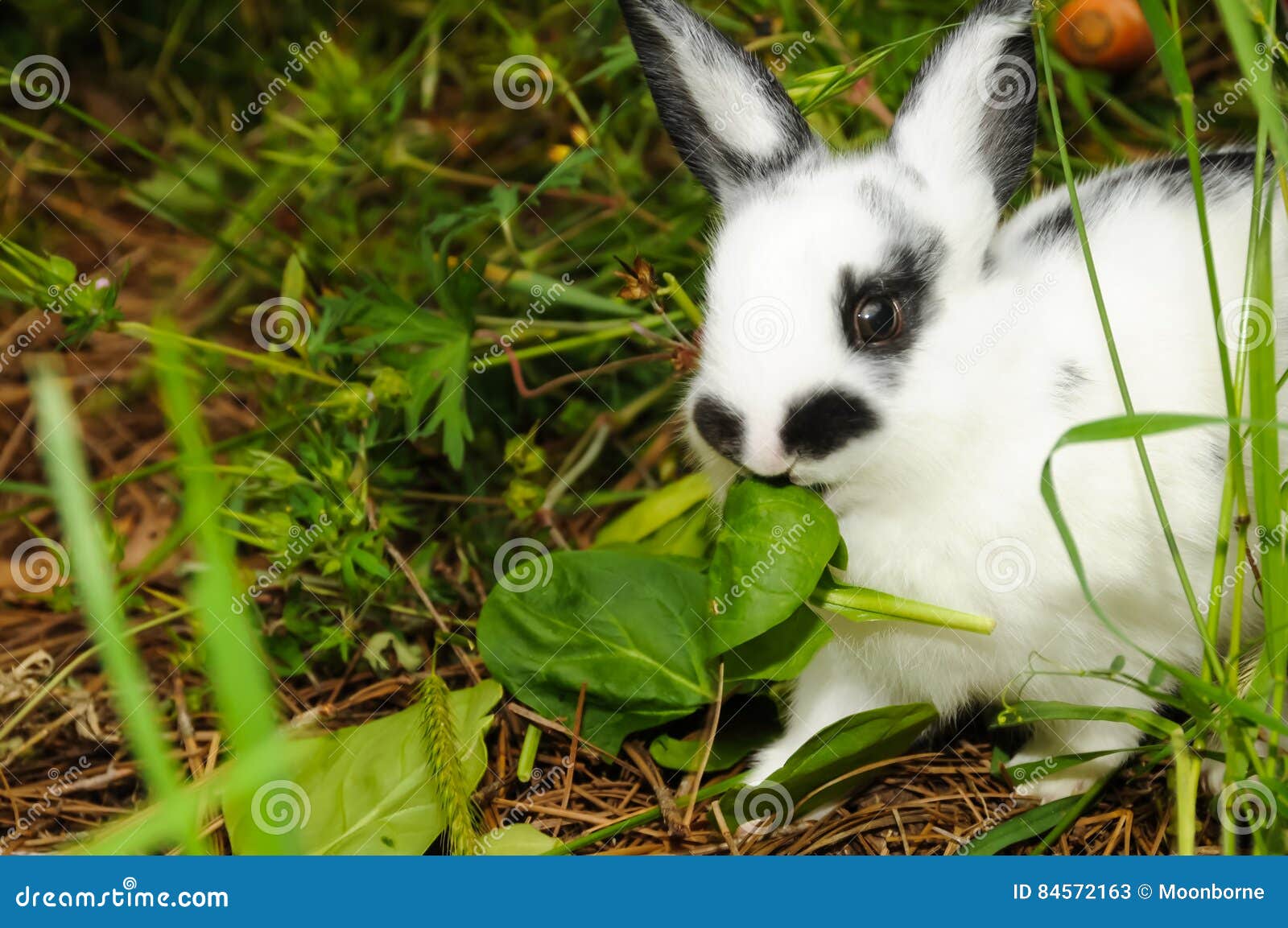 Spotted Rabbit stock image. Image of cottontail, closeup - 84572163