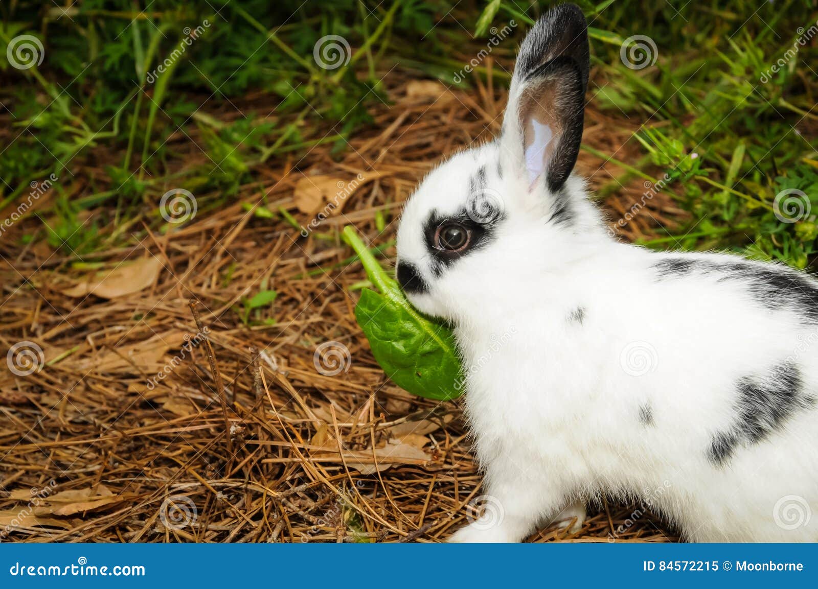 Spotted Rabbit stock image. Image of lagomorphs, closeup - 84572215