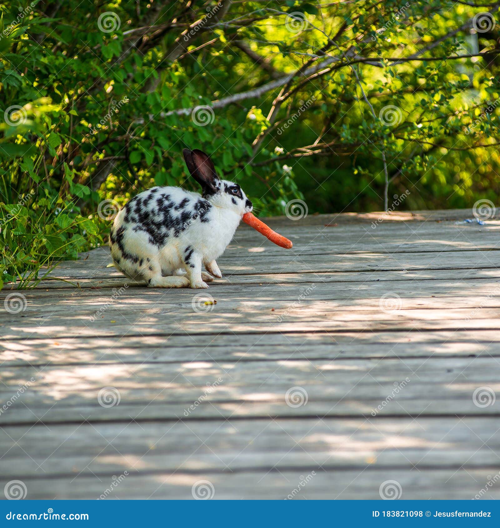 Spotted rabbit with carrot stock photo. Image of petting - 183821098