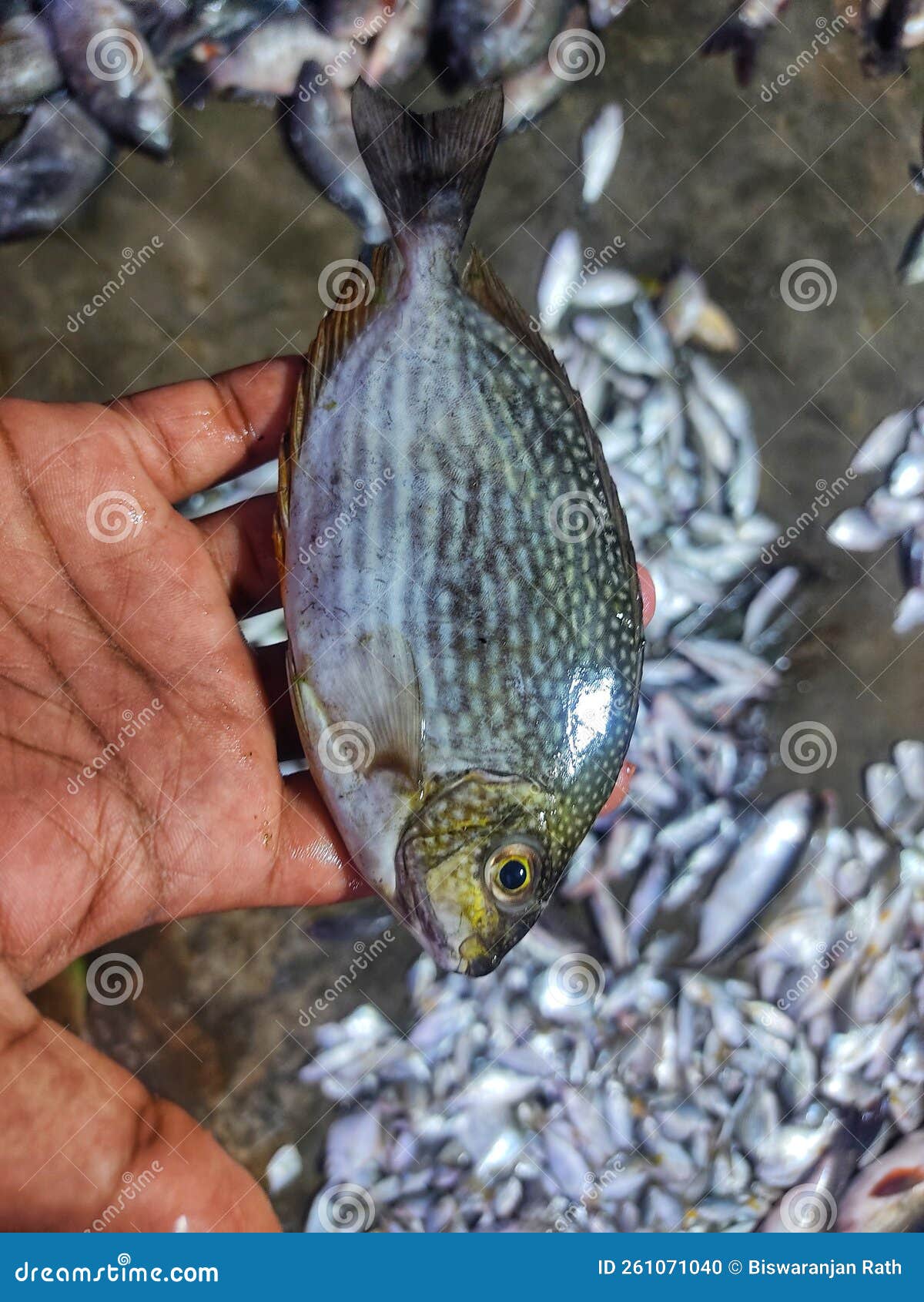 Spotted Rabbit Fish Spinefoot Fish in Hand HD Stock Photo - Image of ...