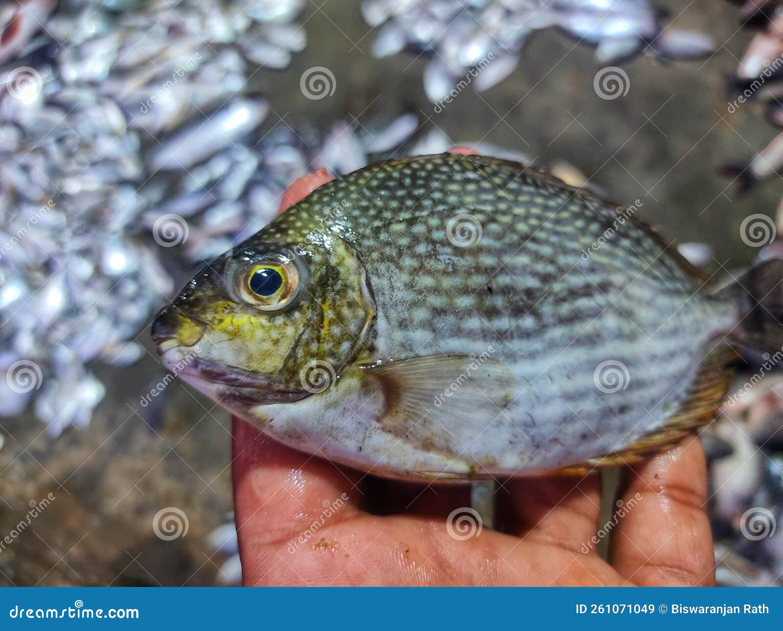 Spotted Rabbit Fish Spinefoot Fish in Hand HD Stock Image - Image of ...
