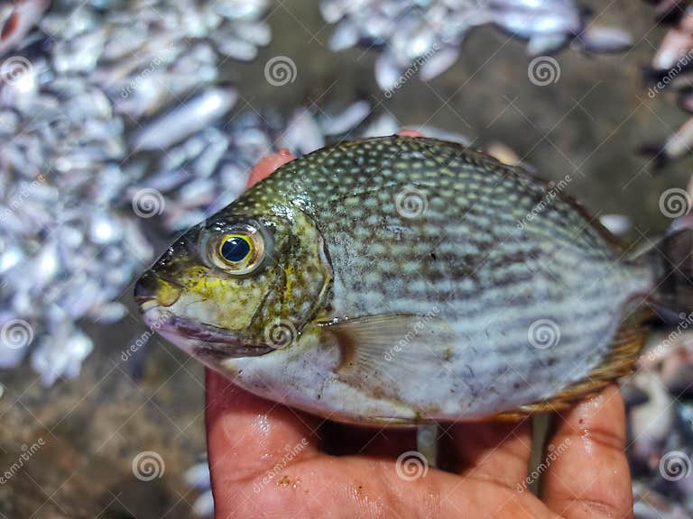 Spotted Rabbit Fish Spinefoot Fish in Hand HD Stock Image - Image of ...