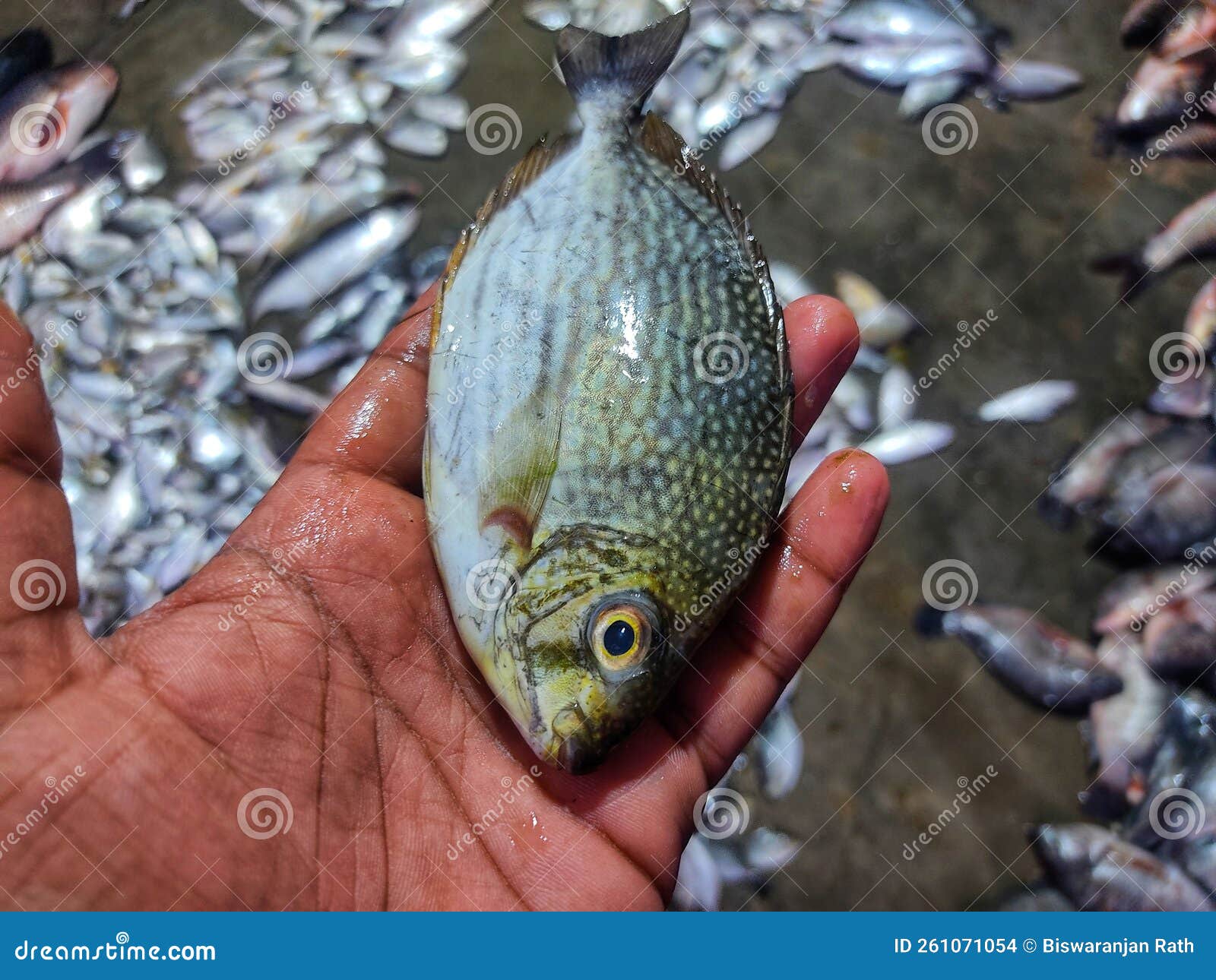 Spotted Rabbit Fish Spinefoot Fish in Hand HD Stock Photo - Image of ...