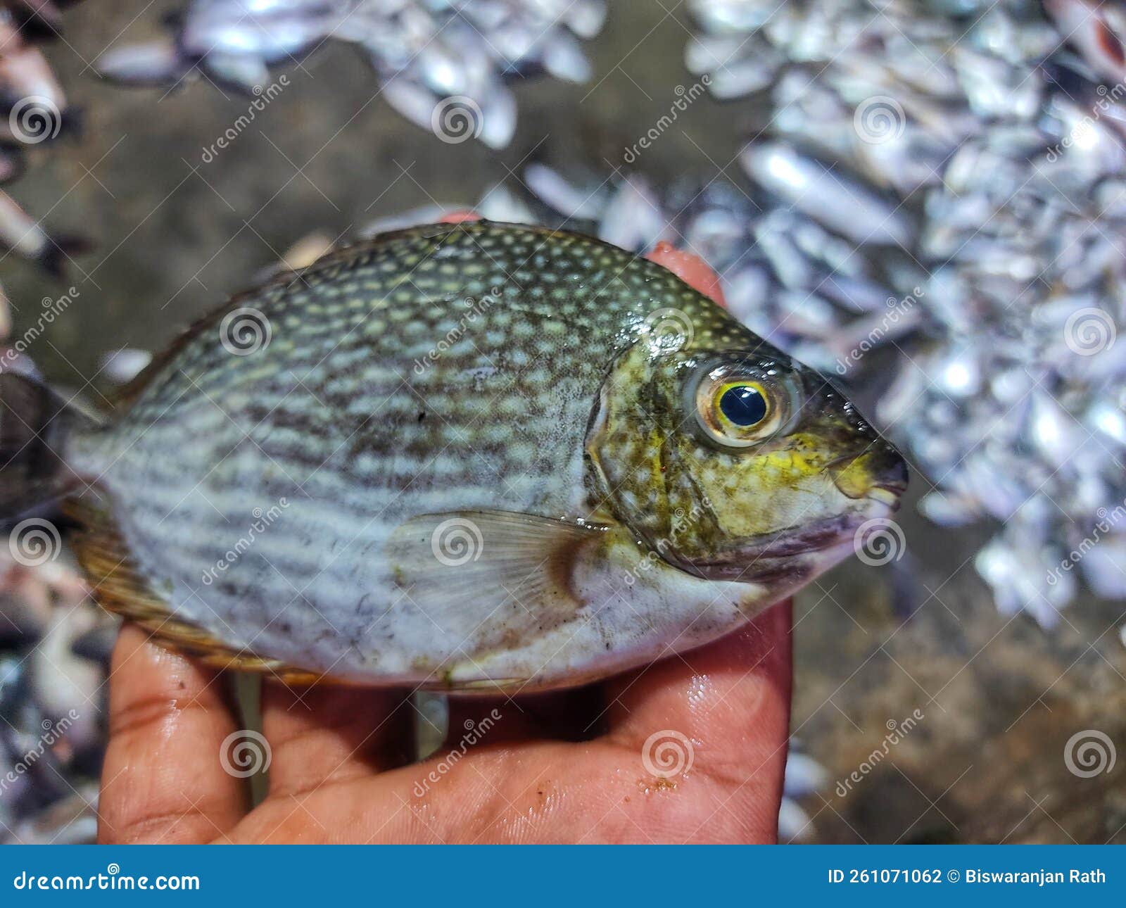 Spotted Rabbit Fish Spinefoot Fish in Hand HD Stock Photo - Image of ...