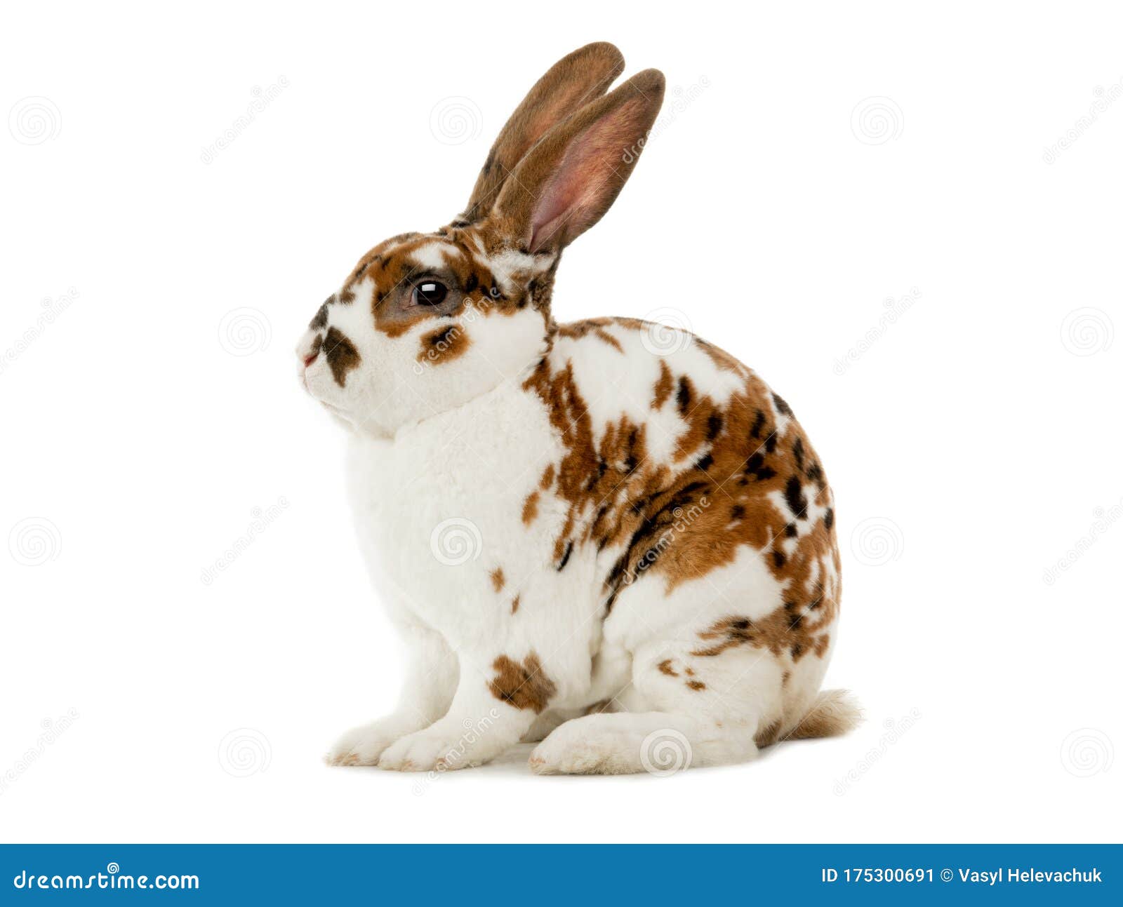 Brown And White Spotted Rabbit