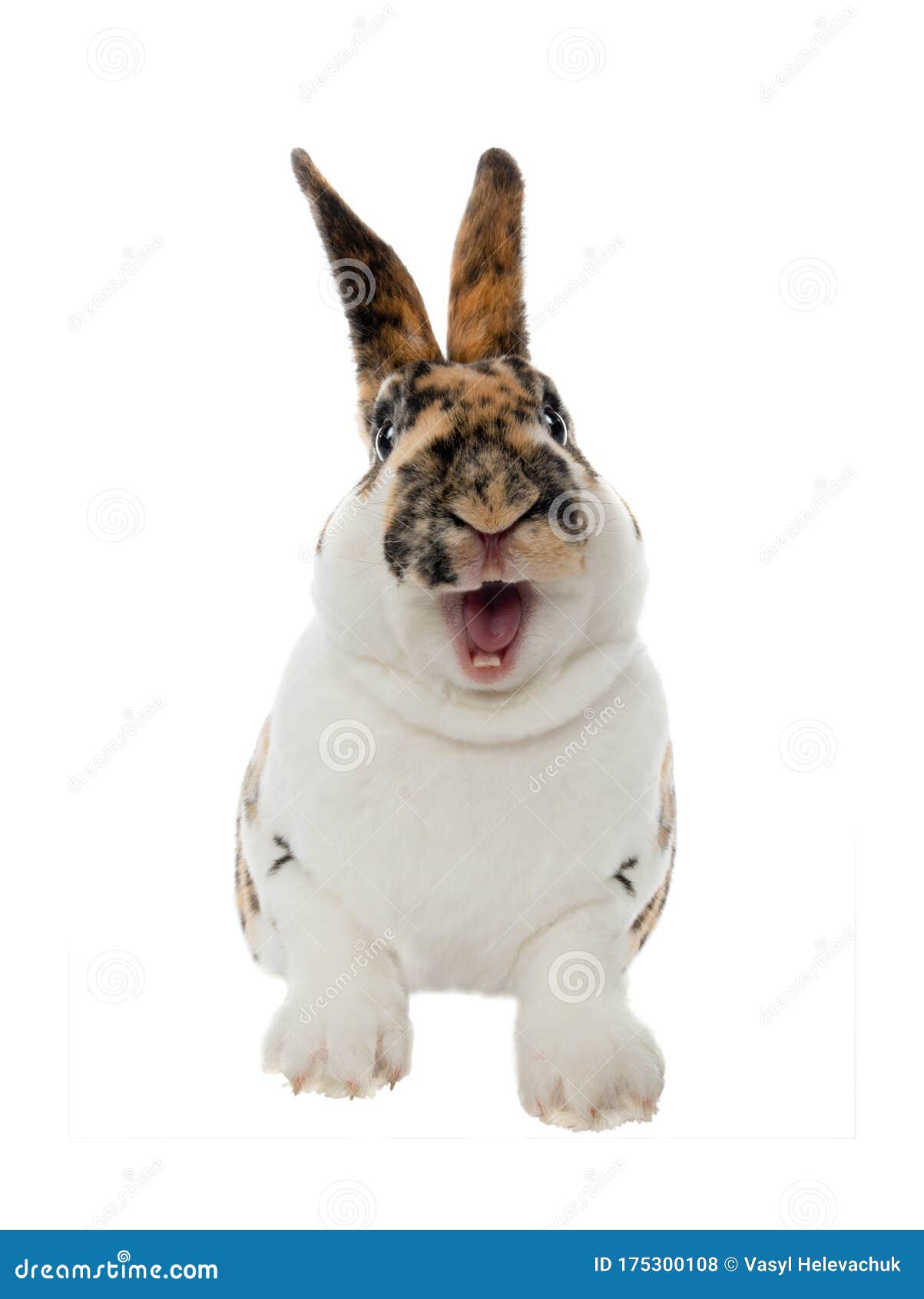 Spotted Rabbit Smiles with Open Mouth and Teeth Isolated on a White ...