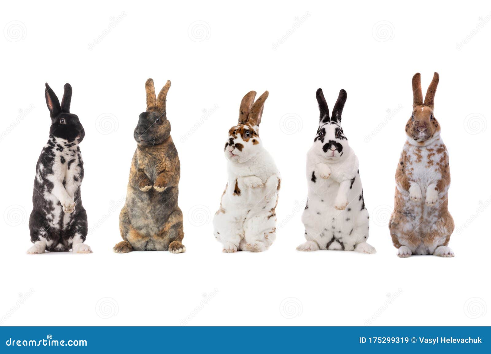Spotted Rabbits Isolated on a White Stock Image - Image of symbol ...