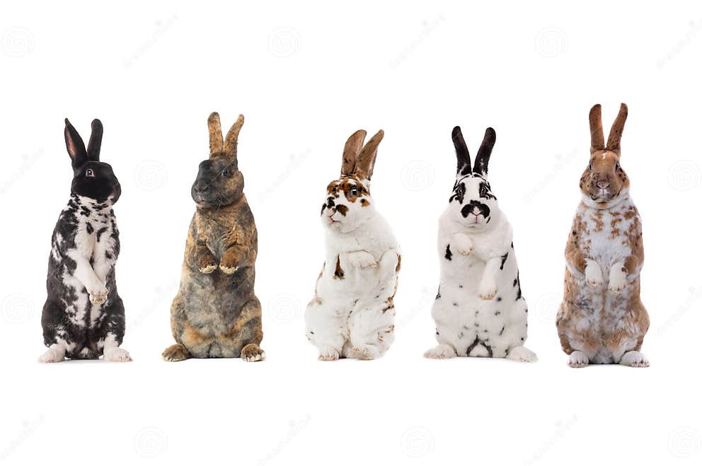 Spotted Rabbits Isolated on a White Stock Image - Image of symbol ...