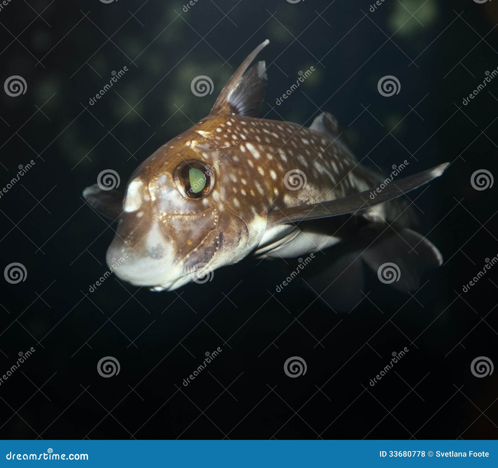 Spotted Ratfish stock photo. Image of closeup, alive - 33680778