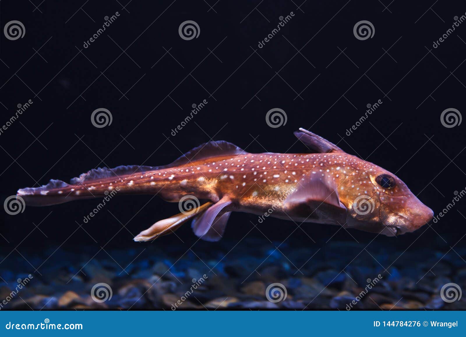 Spotted Ratfish Hydrolagus Colliei Stock Photo - Image of underwater ...