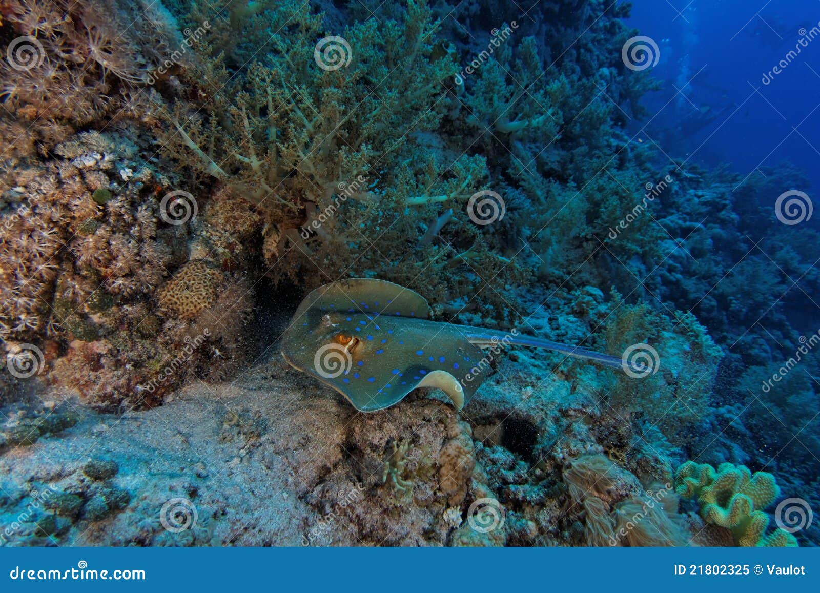 Spotted Ray on the Drop Off - Red Sea Stock Image - Image of scuba ...