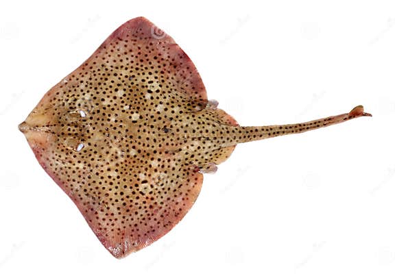 Spotted Ray Fish stock image. Image of healthy, seafood - 16091119