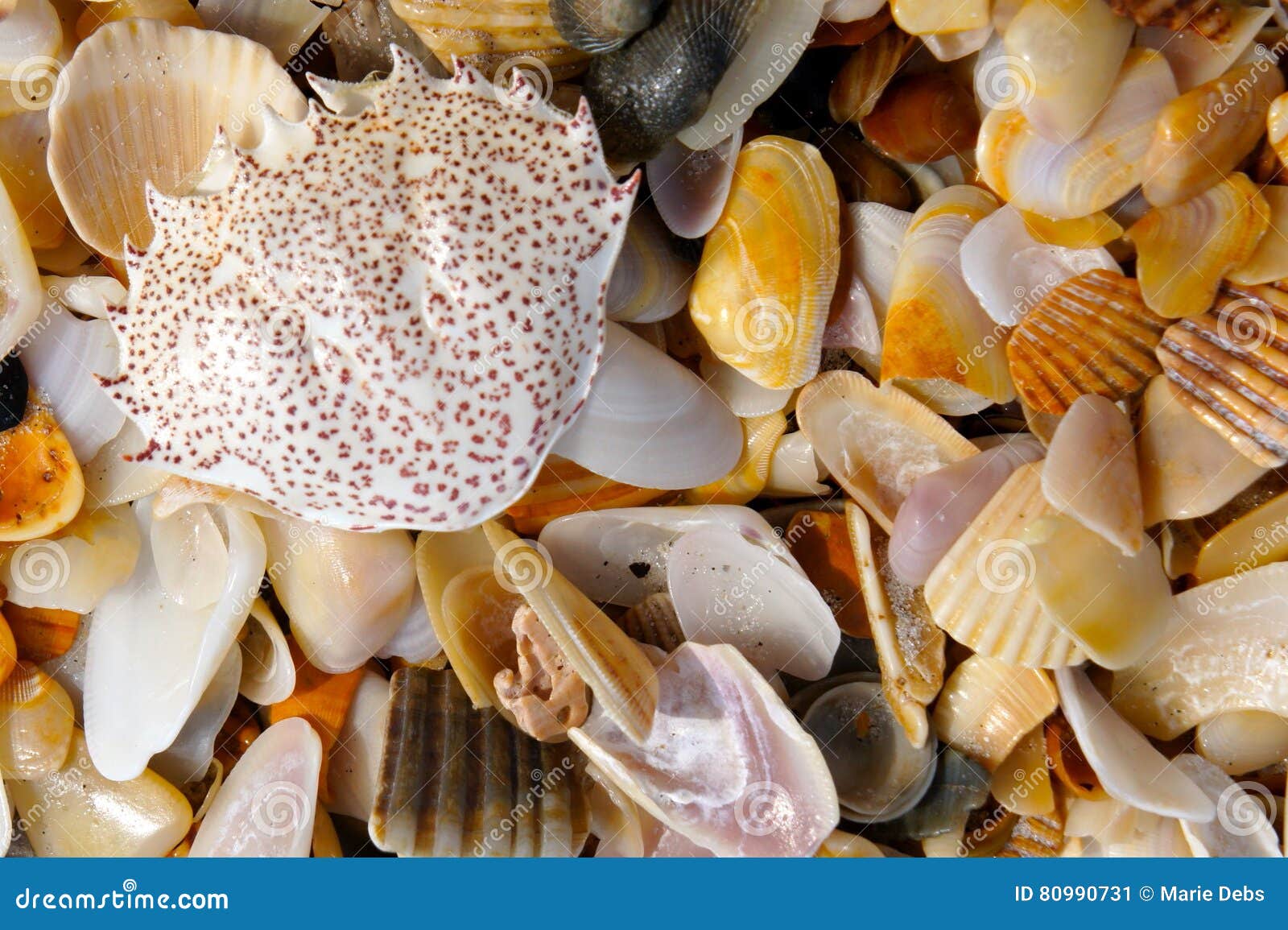 Spotted Red Crab Shell on Beach Stock Image - Image of shells, closeup ...