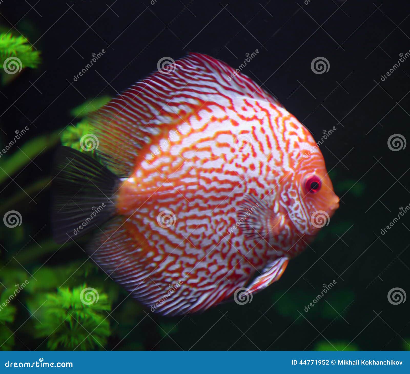 Spotted red discus fish stock photo. Image of deep, heckel - 44771952
