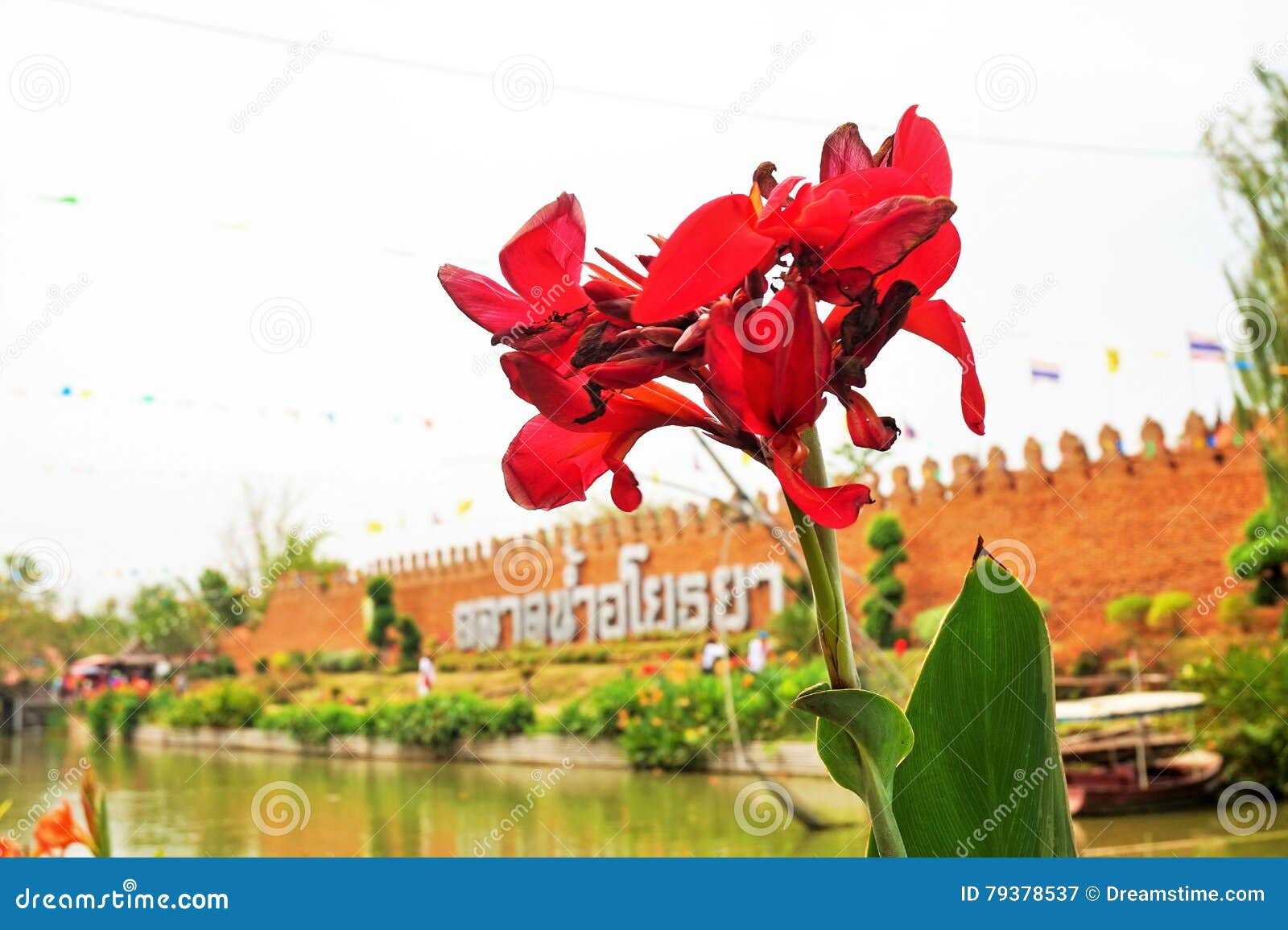 Spotted red flower stock image. Image of floating, thailand - 79378537