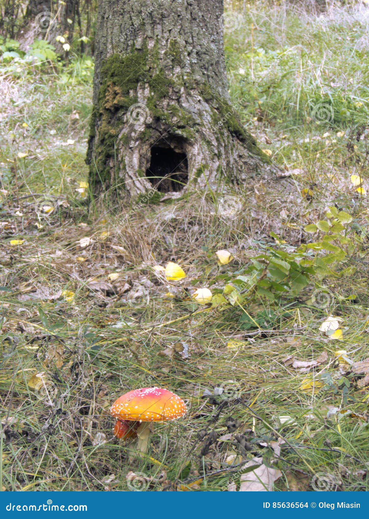 Spotted Red Mushroom Under a Tree with a Hollow Stock Photo - Image of ...
