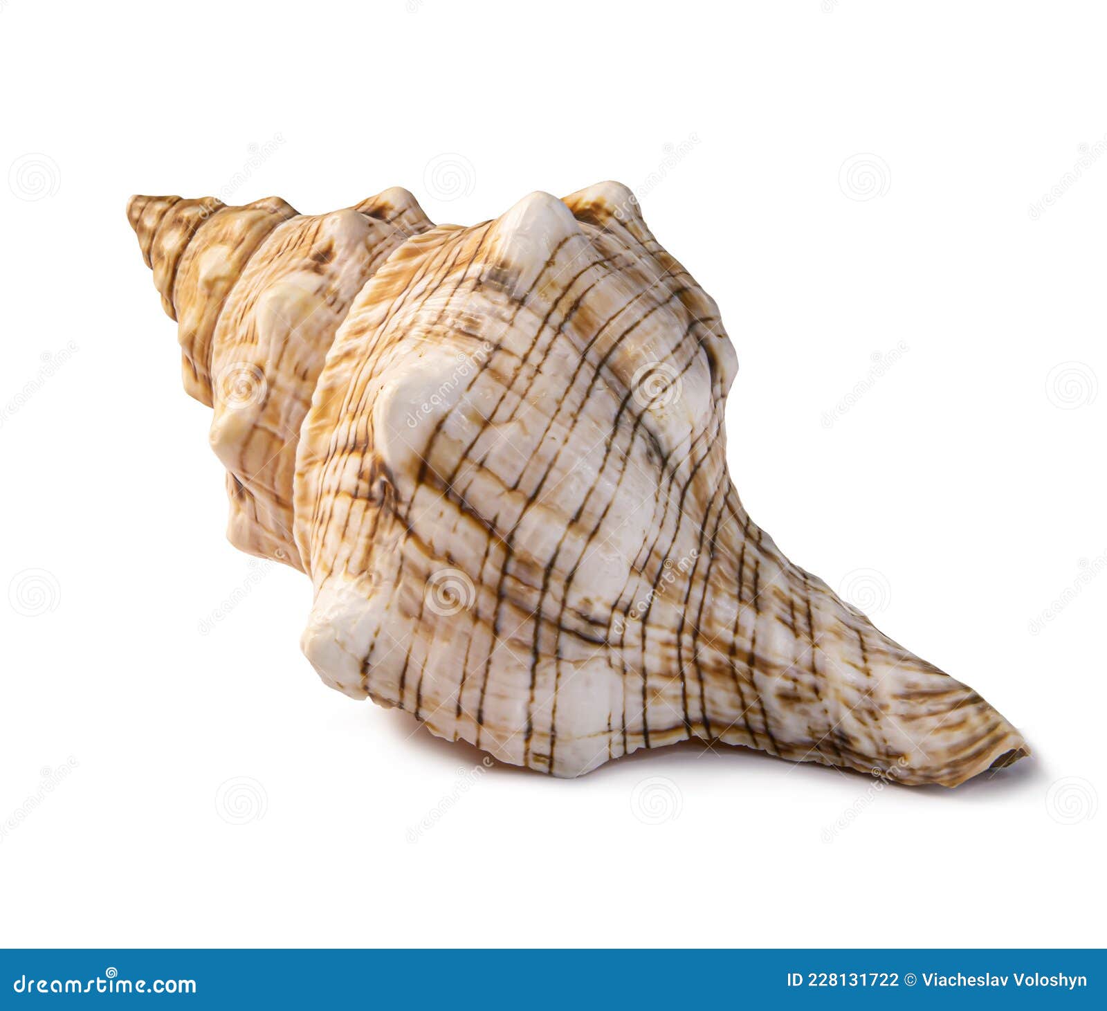 Spotted Reddish Ocean Shell Studio Photo Isolated Stock Photo - Image ...