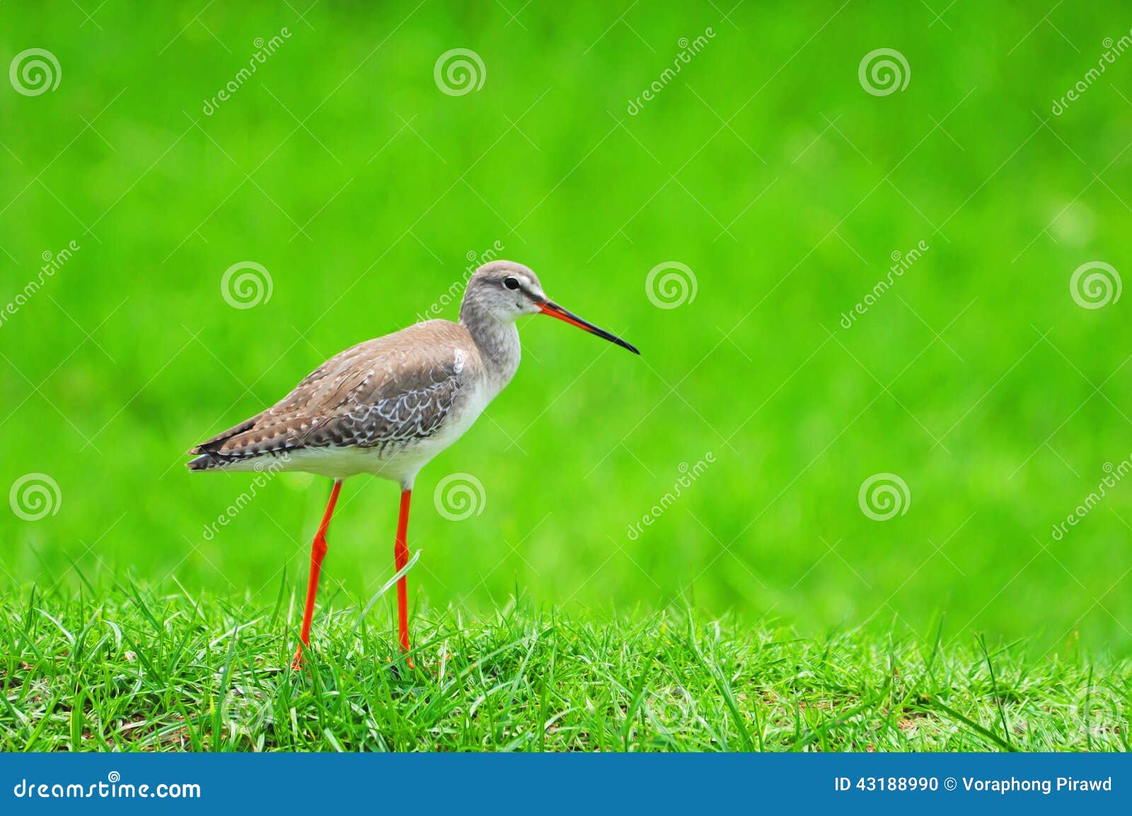Spotted Redshank stock photo. Image of himantopus, wild - 43188990