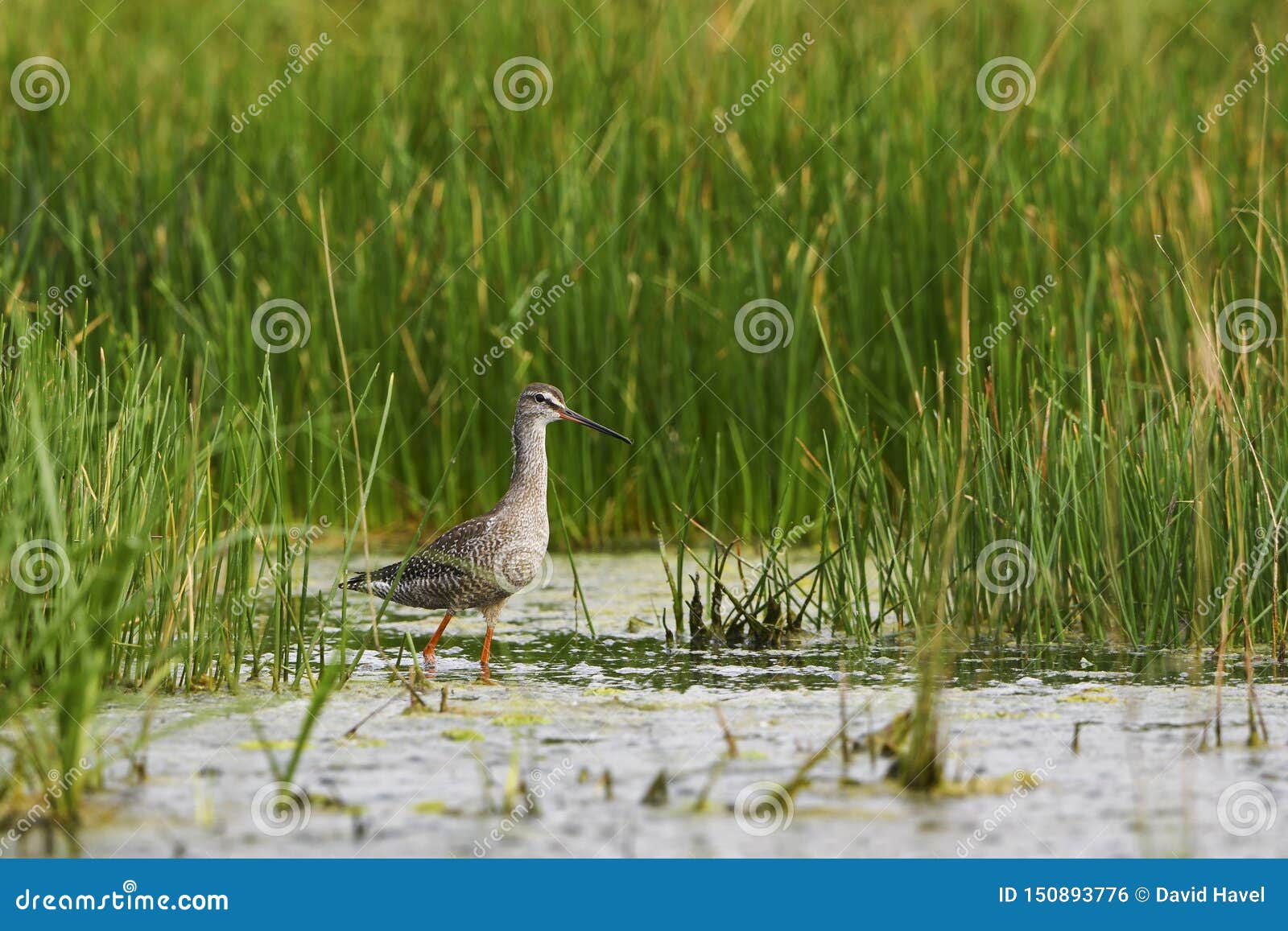 Spotted Redshank - Tringa Erythropus Stock Photo - Image of lake, bird ... Spotted Redshank - Tringa Erythropus Stock Photo - Image of lake, bird ...