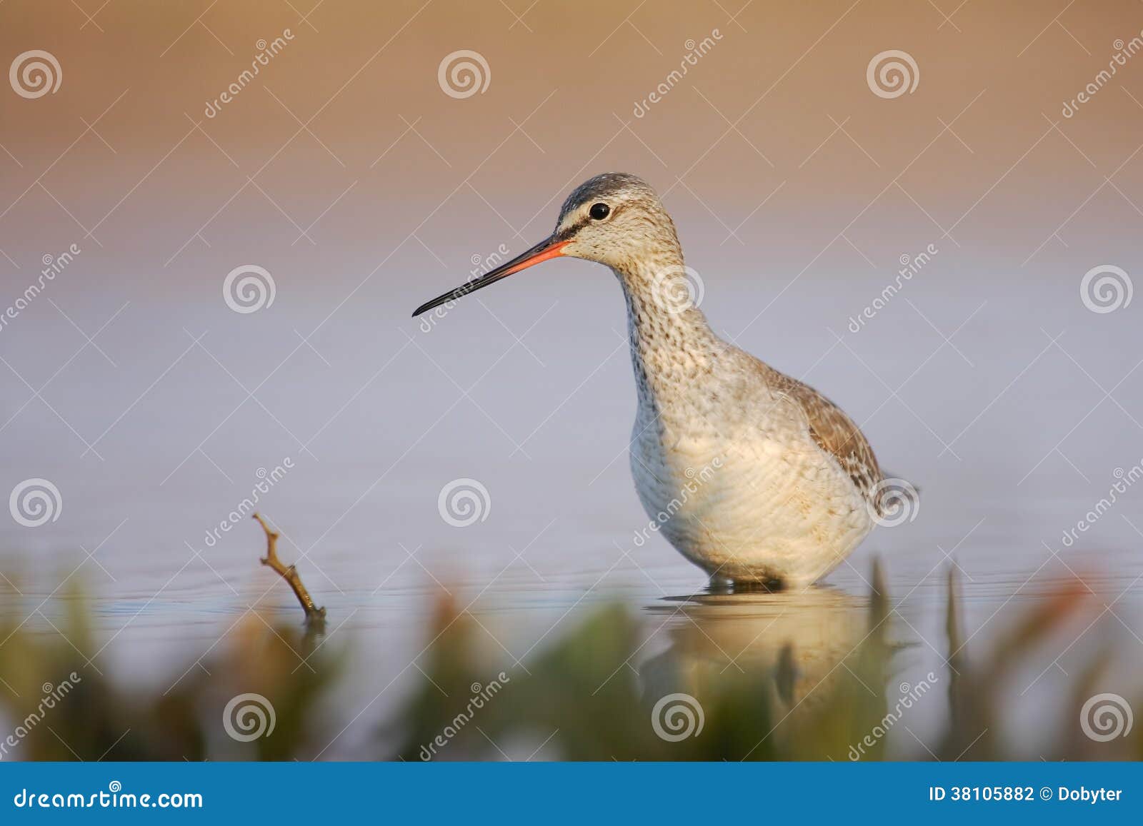 Spotted Redshank (Tringa Erythropus). Stock Photo - Image of sunrise ...