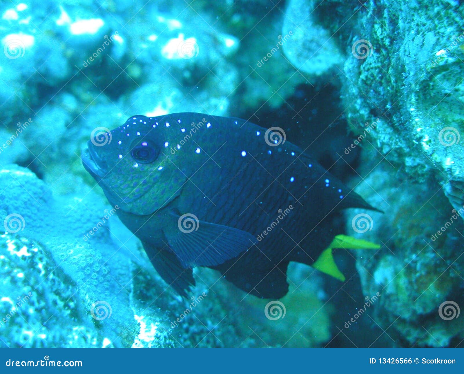 Spotted Reef Fish stock photo. Image of snorkeling, bahamas - 13426566