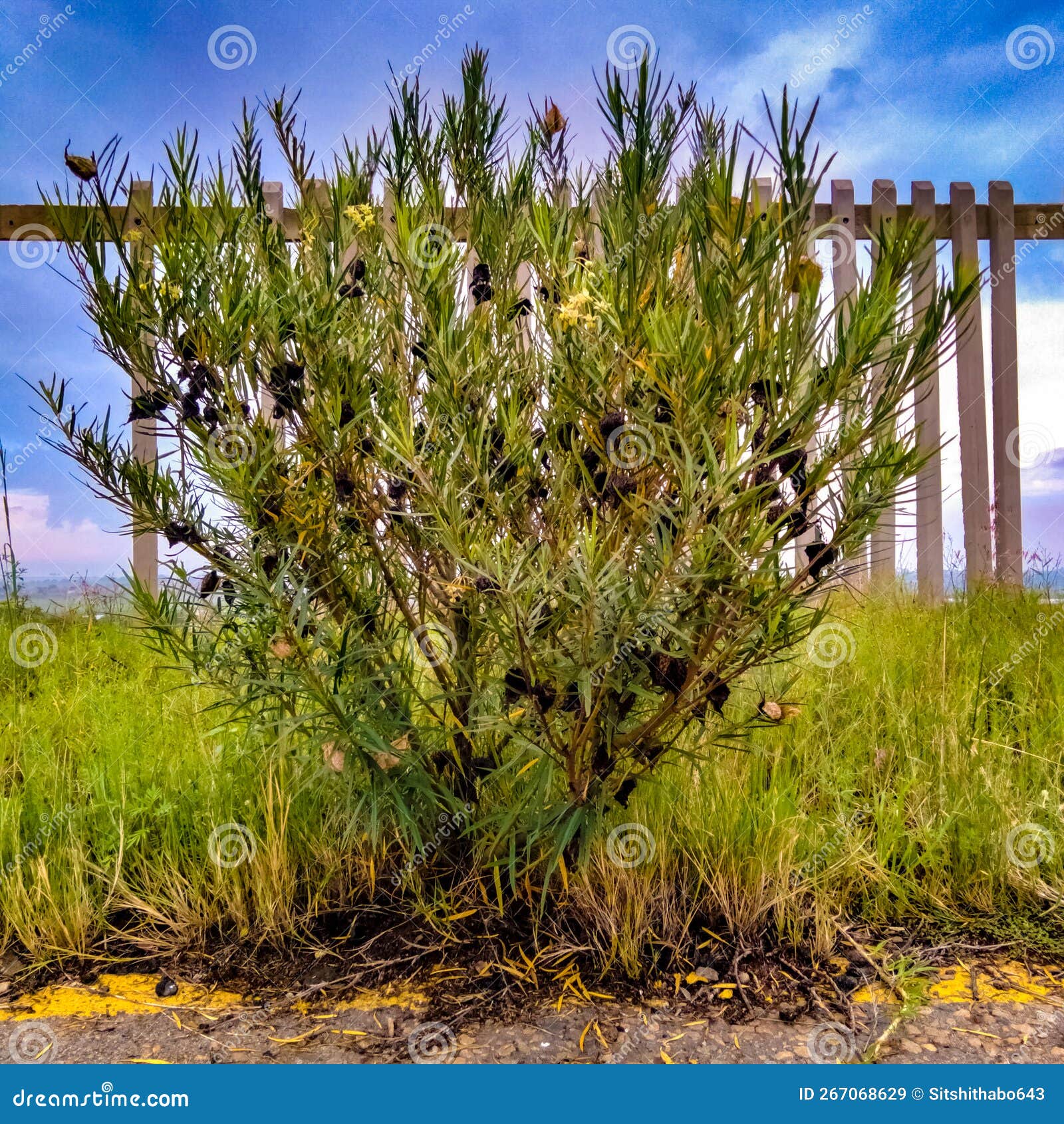 Small Tree on the Side in Front Stock Image - Image of regular, beauty ...