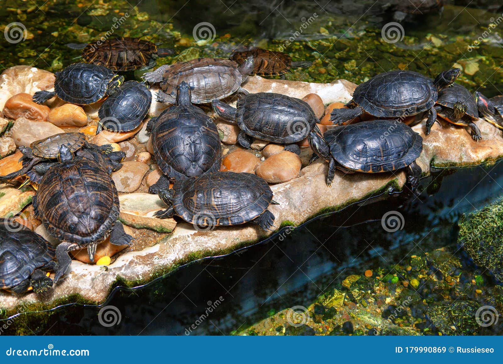 River Turtles And Butterfly Royalty-Free Stock Photography ...