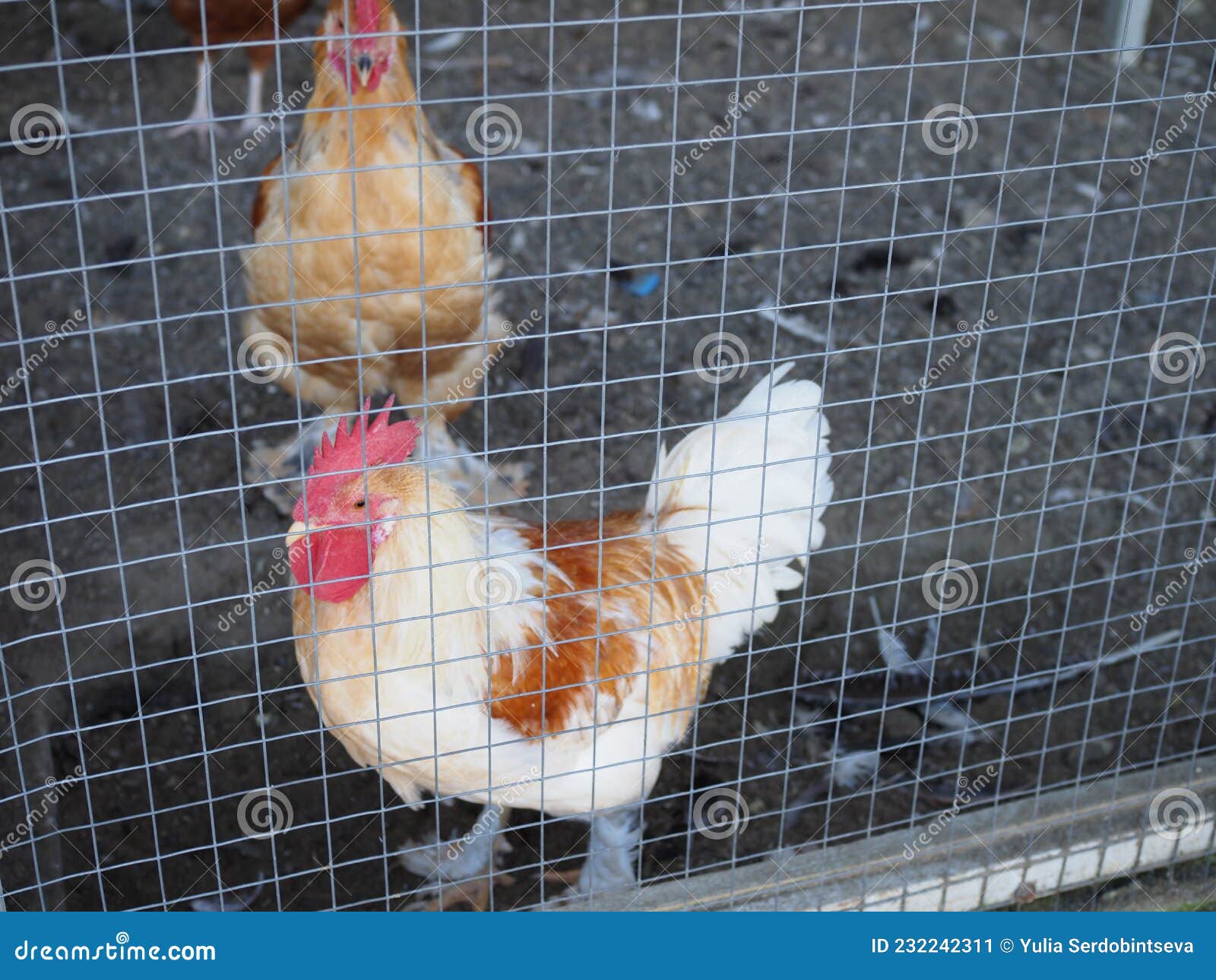 The Rooster Behind The Net Cage Royalty-Free Stock Photo ...