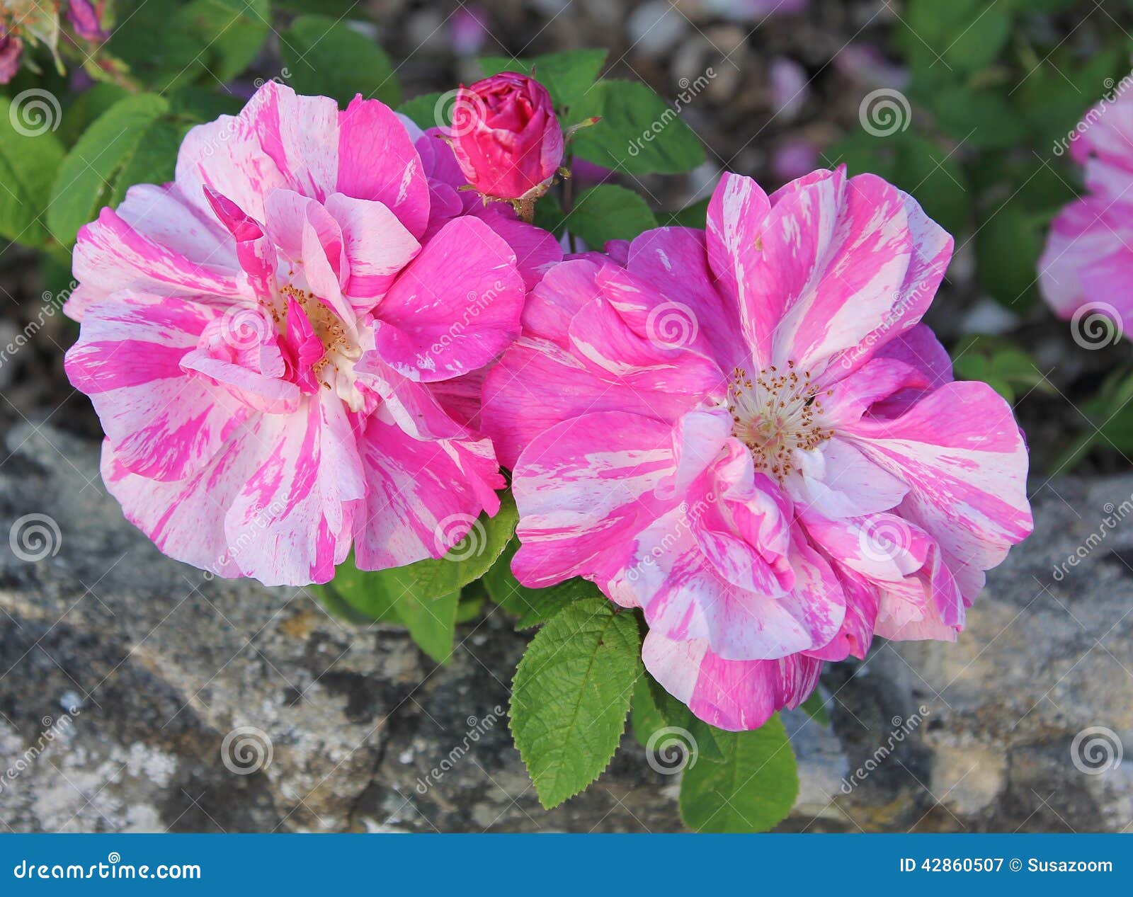 Spotted Rose Blossoms, Pink and White Stock Image - Image of nature ...