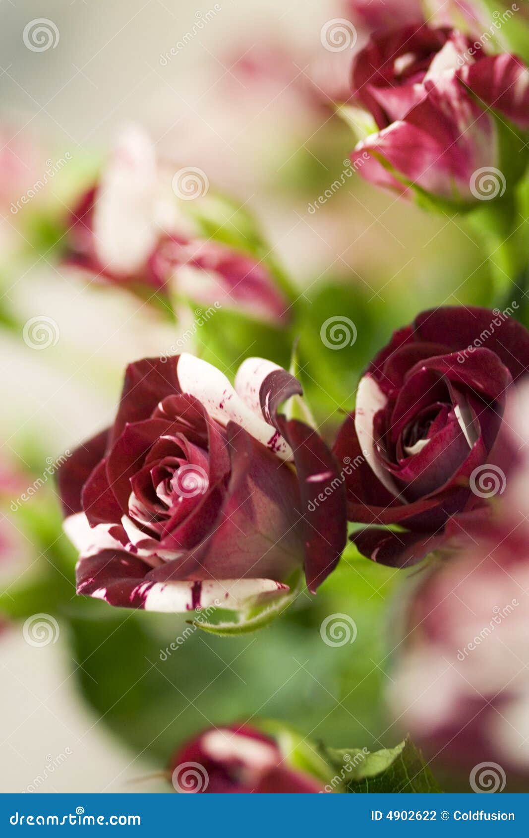 2,988 Spotted Rose Stock Photos - Free & Royalty-Free Stock Photos from ...