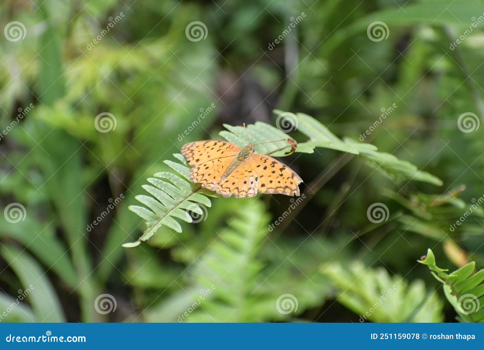 Spotted RusticInsects- Butterfly Stock Photo - Image of brush, family ...