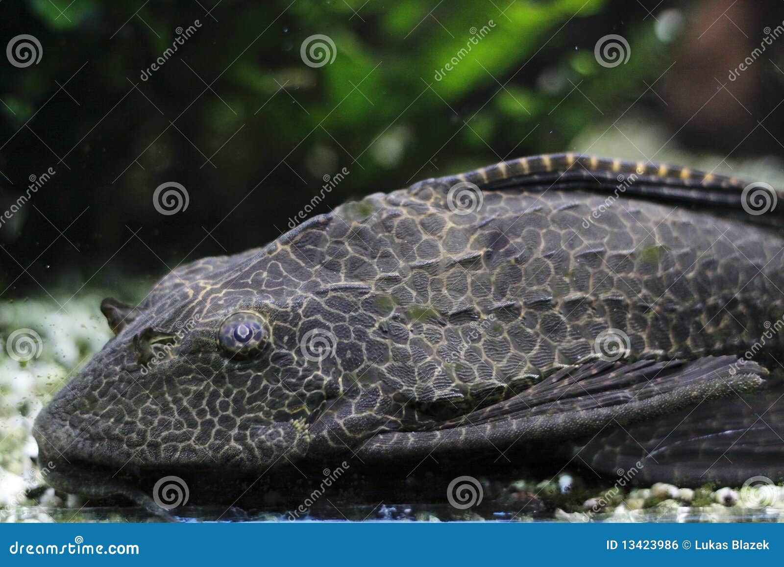 Spotted sailfin pleco stock photo. Image of wildlife - 13423986