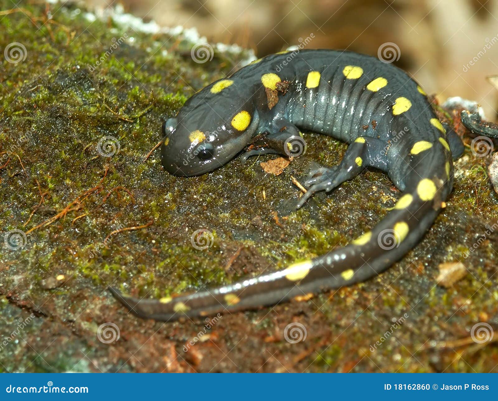 Spotted Salamander (Ambystoma Maculatum) Royalty-Free Stock Image ...