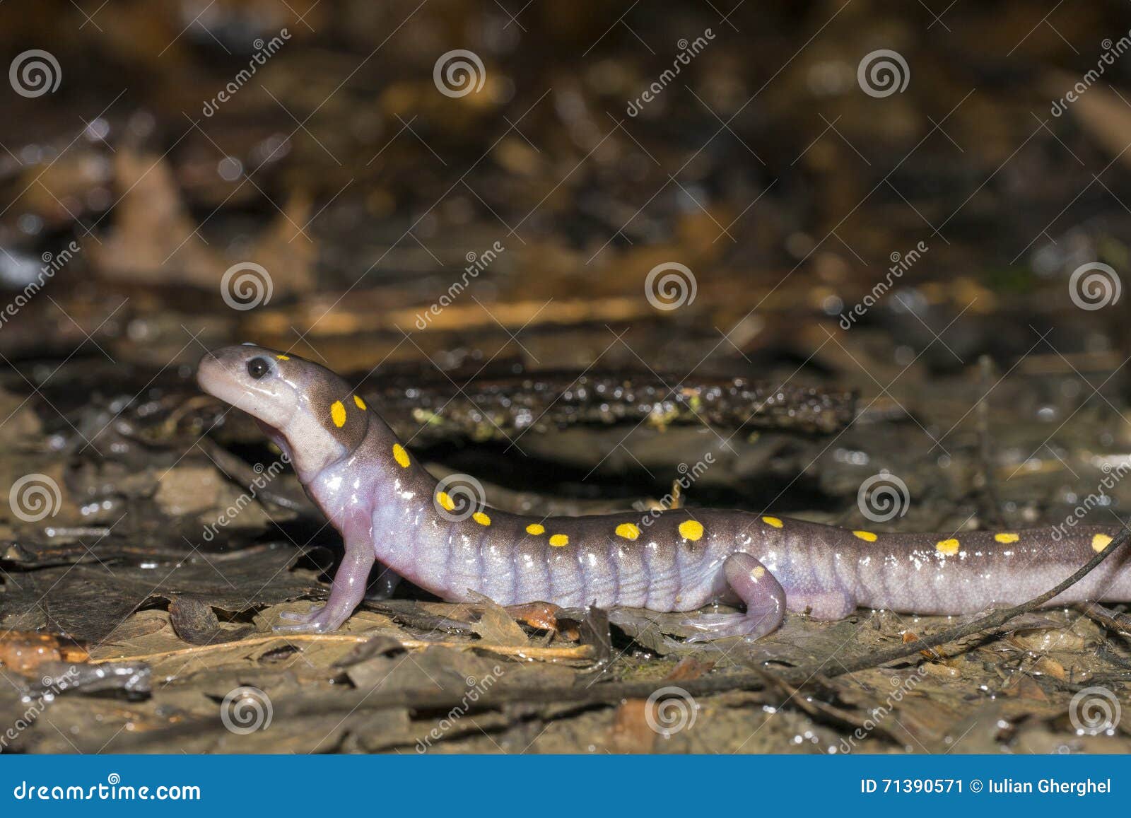 Spotted Salamander stock image. Image of vernal, salamander - 71390571