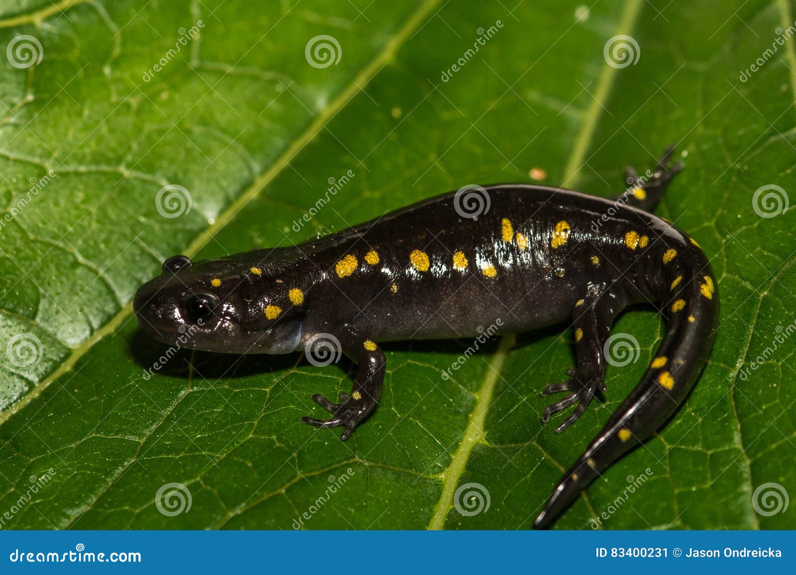 Lime Green Salamander