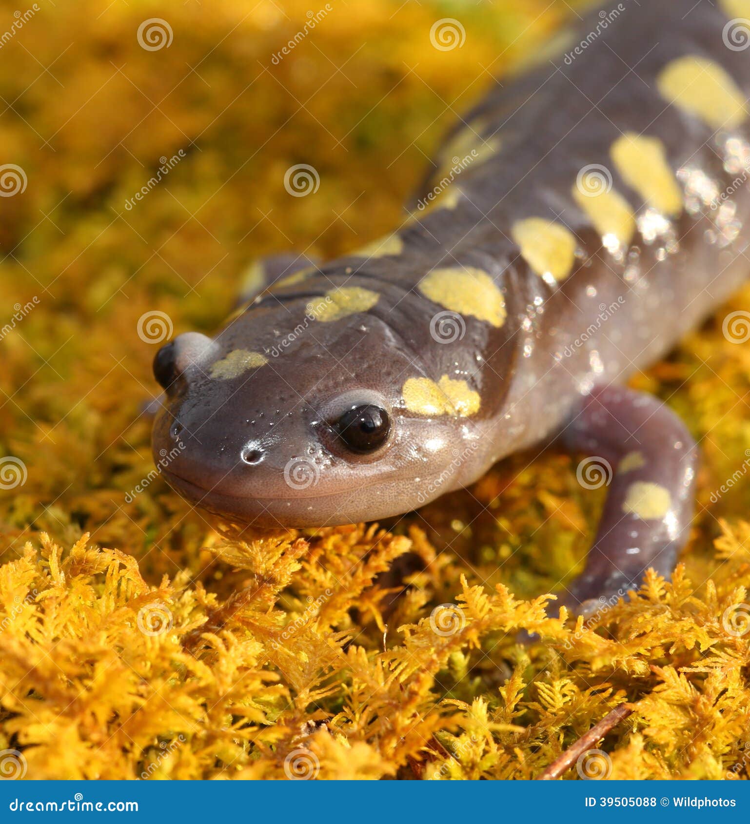 Spotted Salamander (Ambystoma Maculatum) Royalty-Free Stock Image ...
