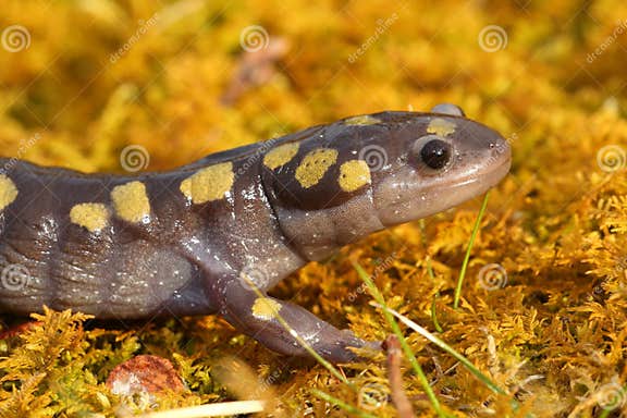 Spotted Salamander stock image. Image of forest, fauna - 39505131