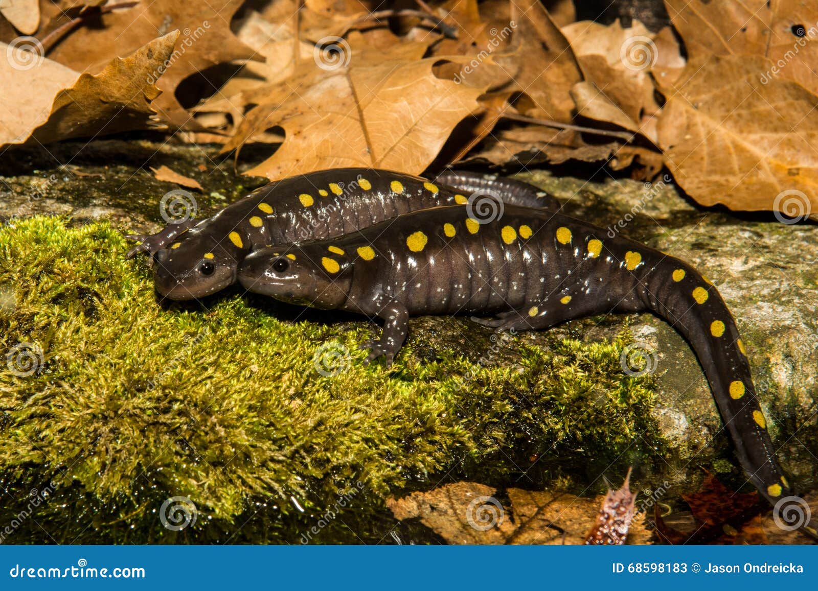Spotted Salamander stock image. Image of indicator, native - 68598183