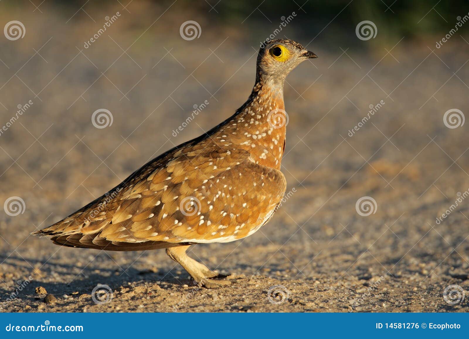 Spotted sandgrouse stock photo. Image of ecology, burchelli - 14581276