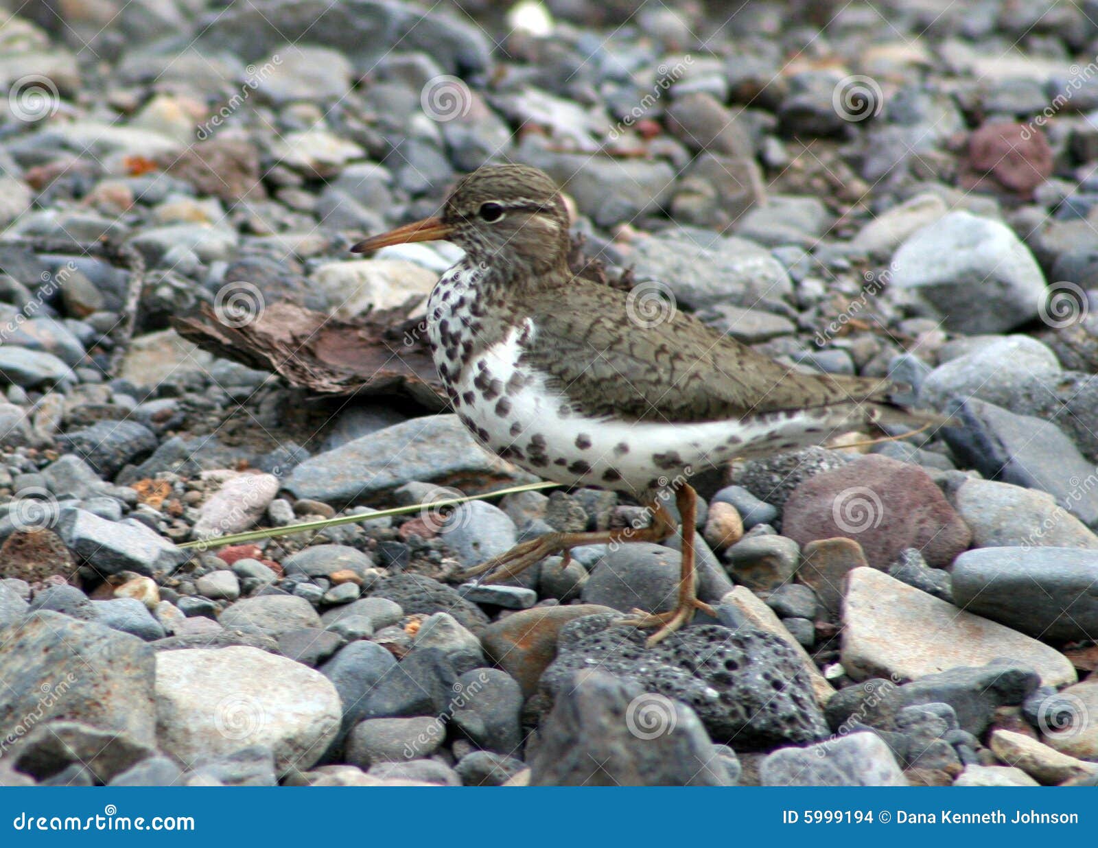 Spotted Sandpiper stock photo. Image of nature, birds - 5999194