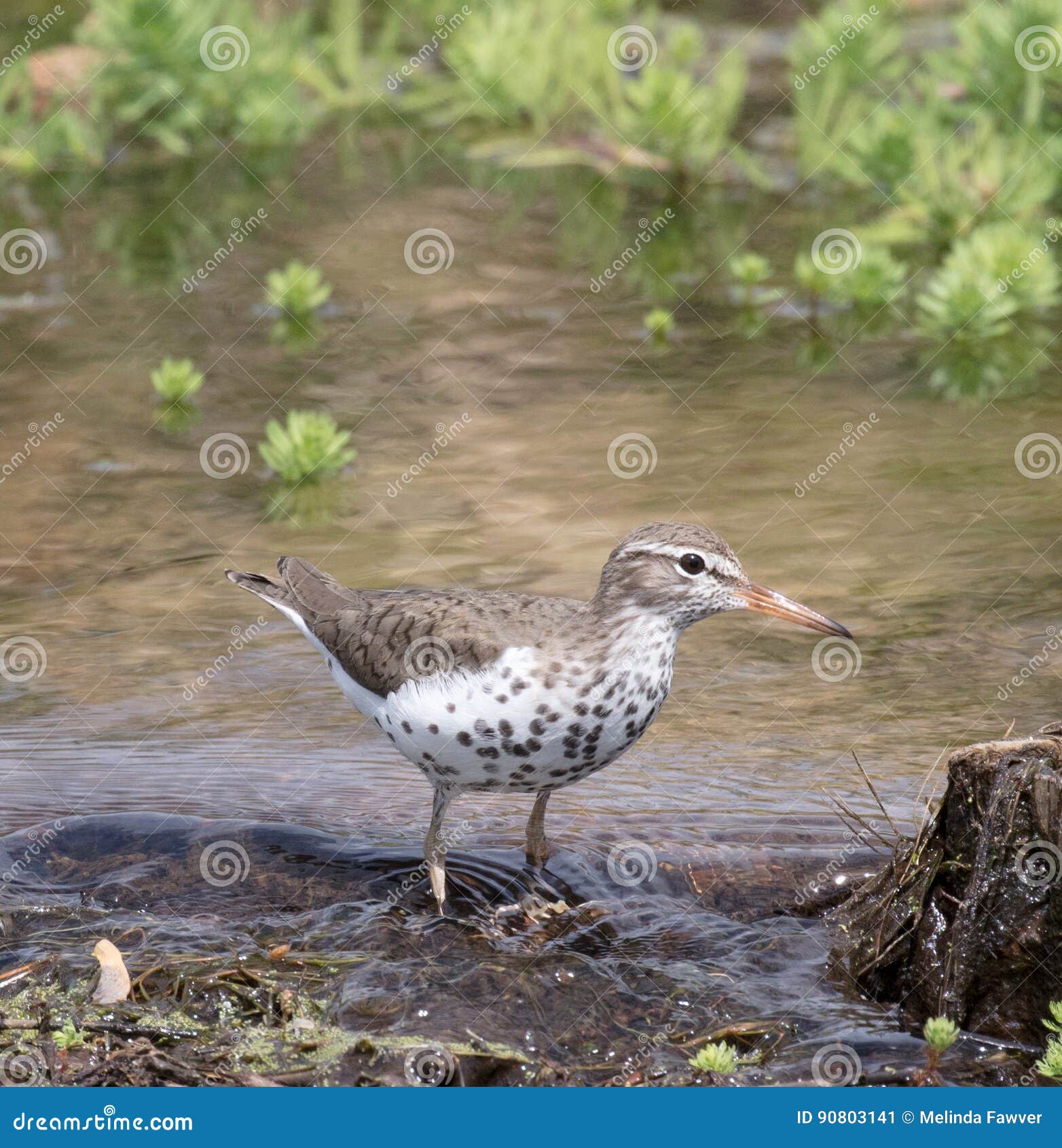 Spotted Sandpiper stock image. Image of plumage, wetlands - 90803141