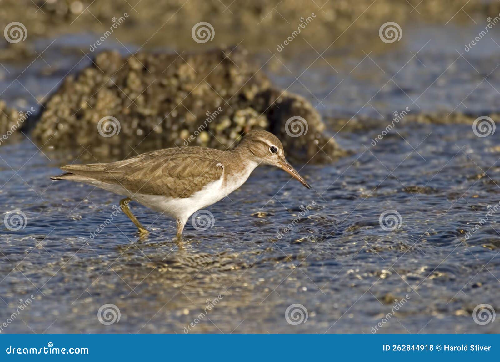 Spotted Sandpiper, Actitis Macularius, Wading in Marsh Stock Photo ...